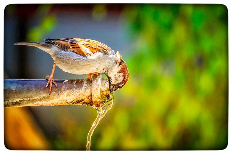 7 conseils pour boire assez d’eau - Madame Paléo