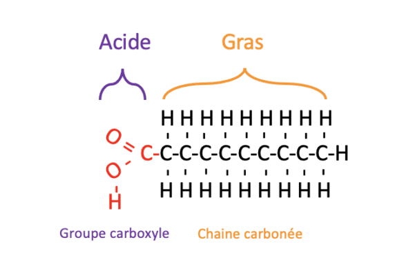 Acides gras oméga-3 et oméga-6 : ce que vous devez savoir - Madame Paléo