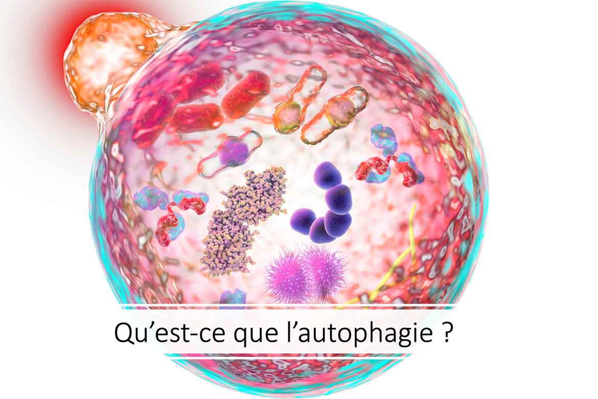 Qu'est-ce que l'autophagie ? - Madame Paléo